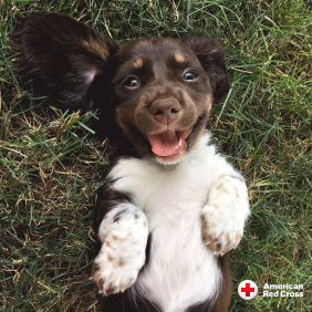 Help Keep Your Pets Safe with Free Pet First Aid App