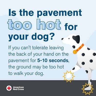 Hot Weather Dangerous for Pets ─ How to Keep Them Safe