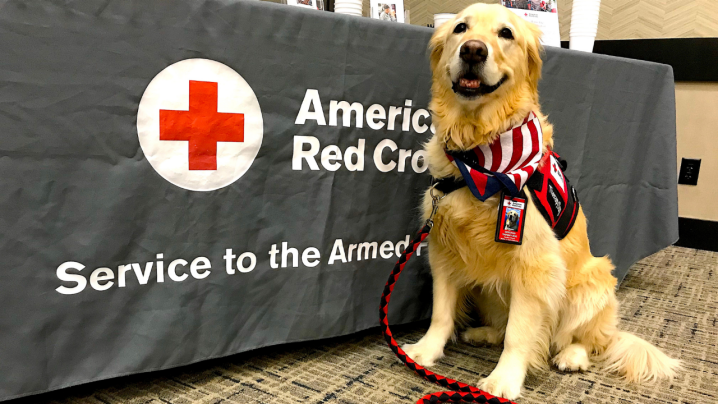 Dan Hewitt | News | Red Cross