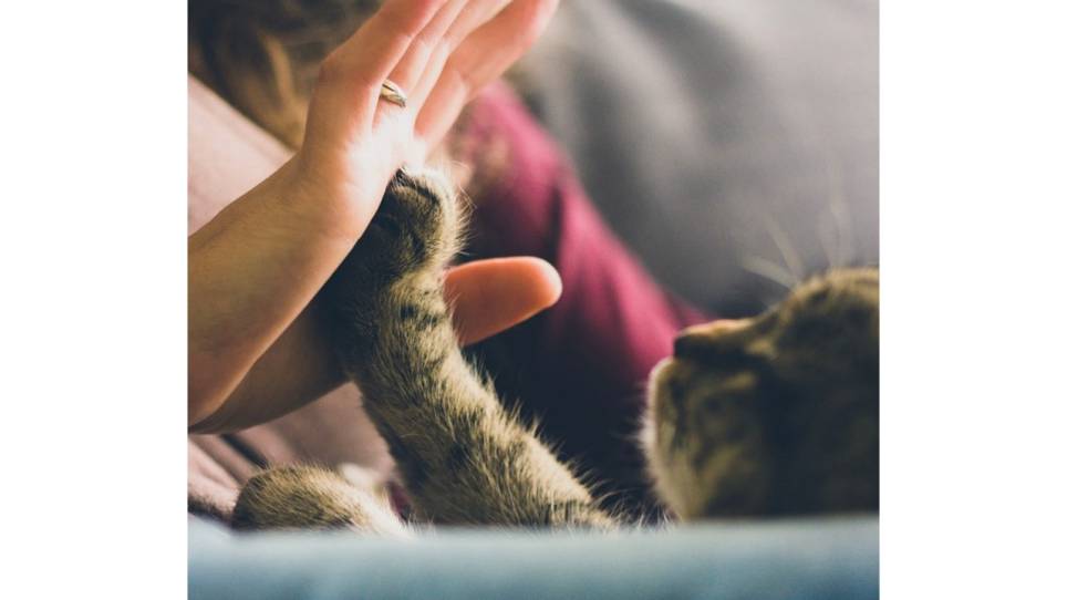 Pet First Aid Awareness Month | News | American Red Cross